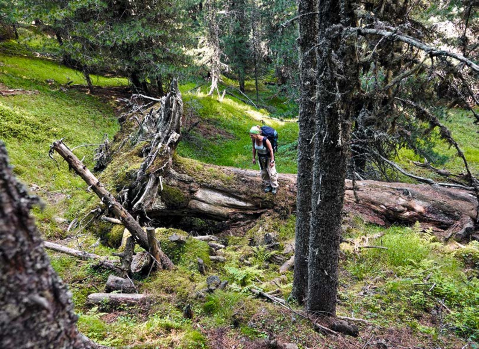 Lärche und Arve: Ihre Walddynamik verstehen und den Waldbau anpassen ...