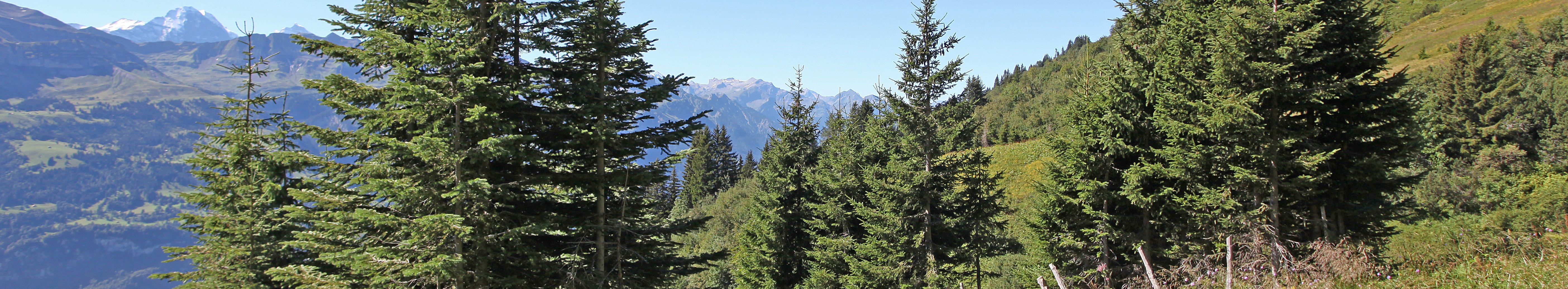 Cluster afforestation in mountain regions