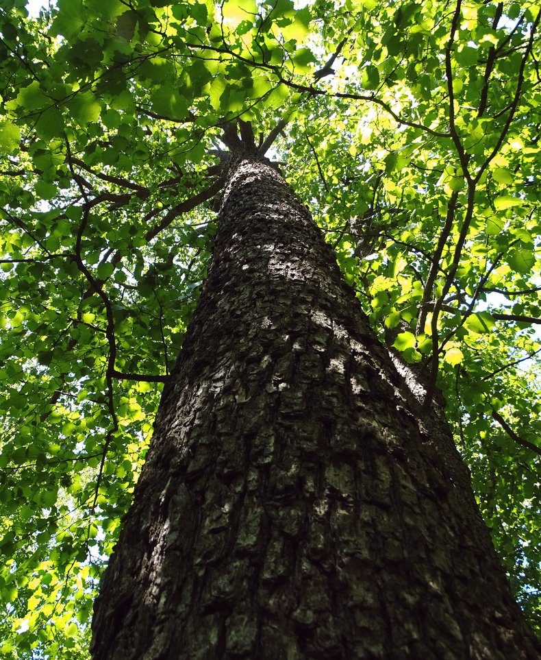 Turkish hazel - evaluation of possible seed crop stands - waldwissen.net