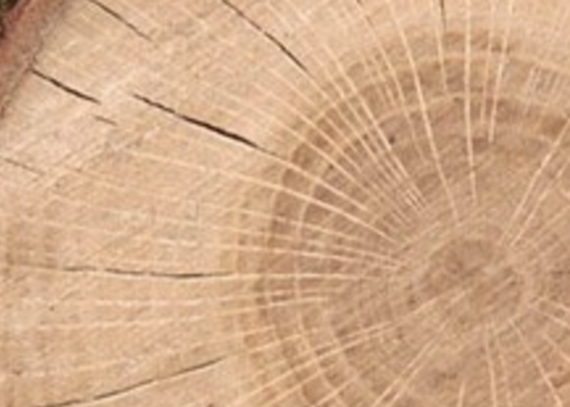 Die Eiche im Fokus - waldwissen.net