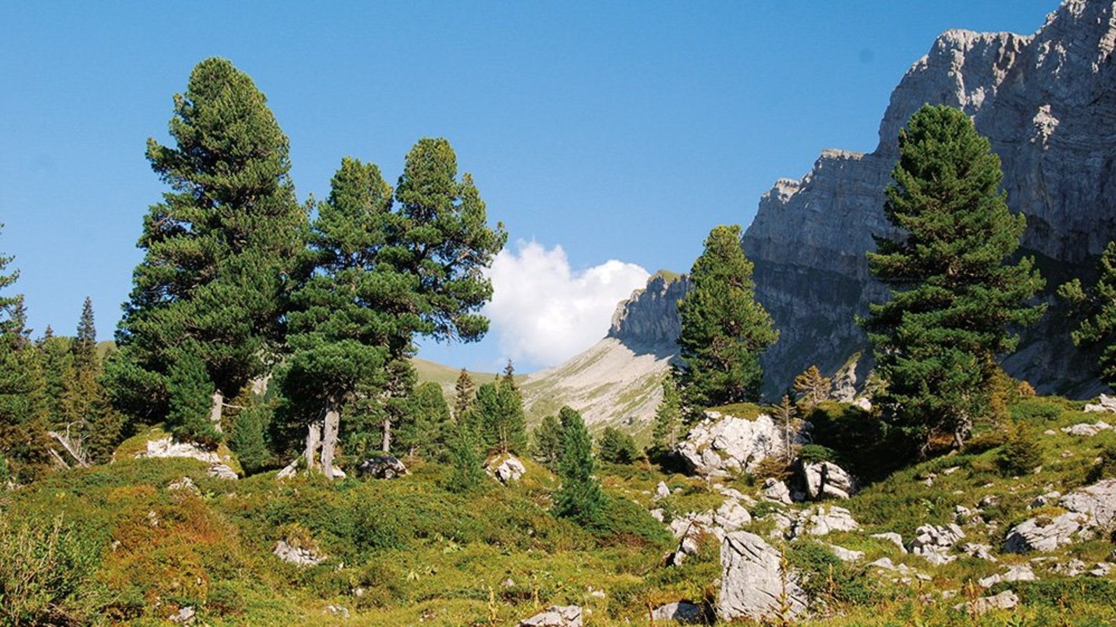 Die Arve – Portrait eines Gebirgswaldbaums