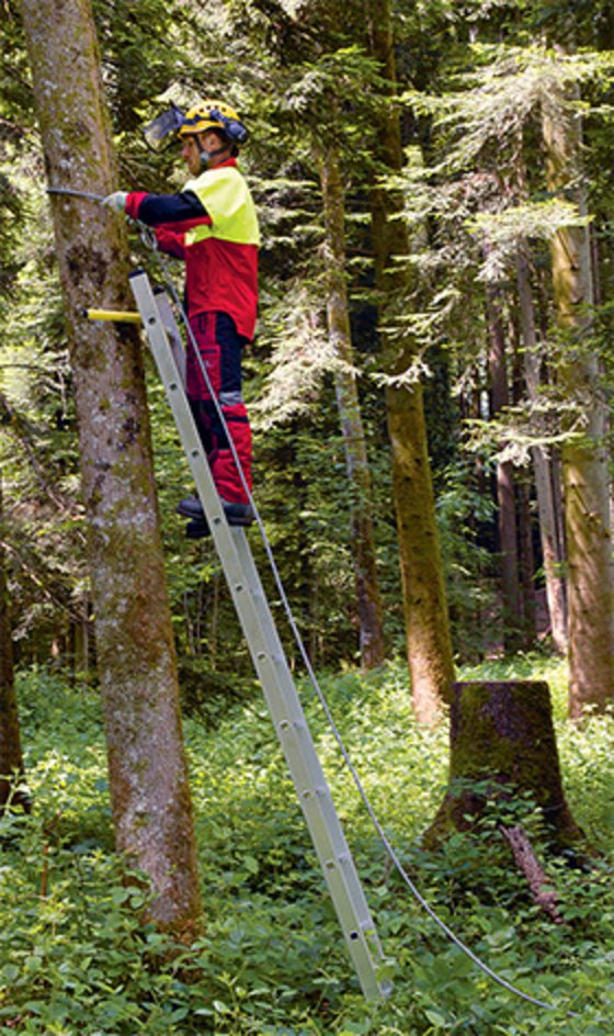 Sicheres Arbeiten auf der Leiter an Bäumen - waldwissen.net