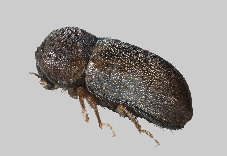 Wichtige Borkenkäferarten und ihre ökologische Bedeutung - waldwissen.net