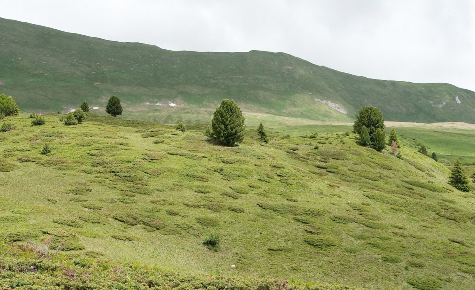 The Queen of the Alps – the Swiss Stone Pine