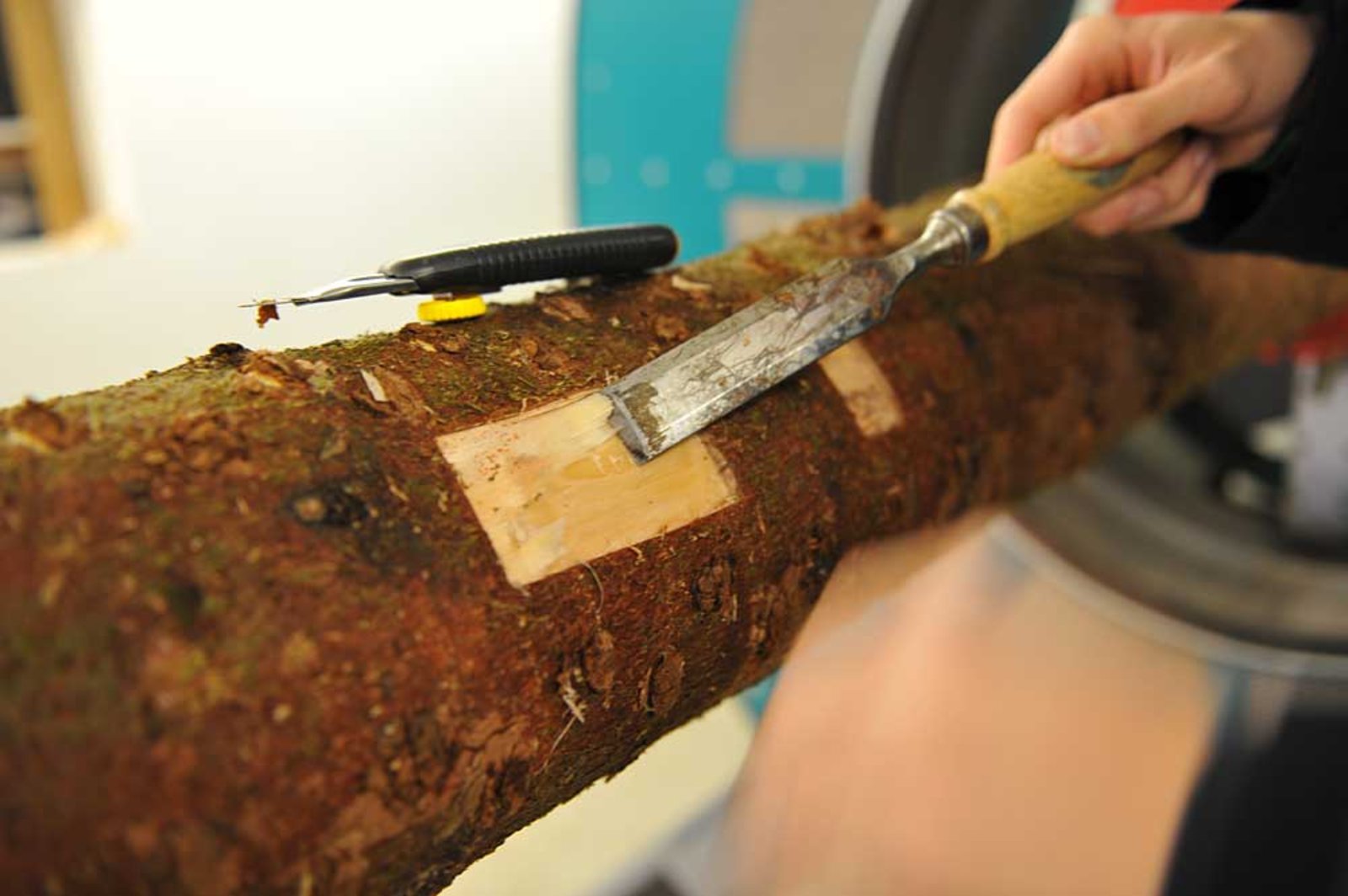 Die Rinde von Fichte und Tanne – dünner als gedacht - waldwissen.net