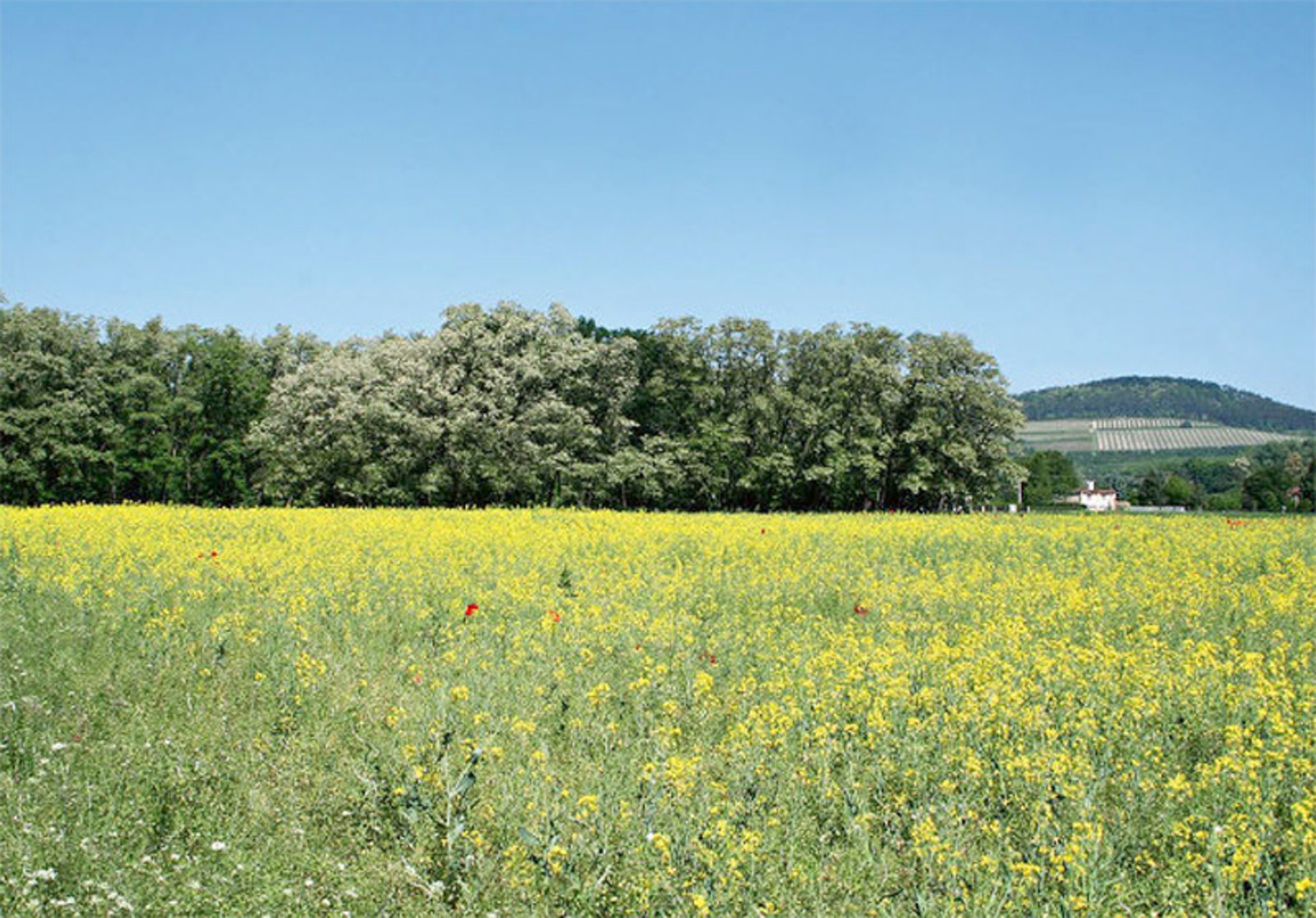 Strategies for managing invasive robinia