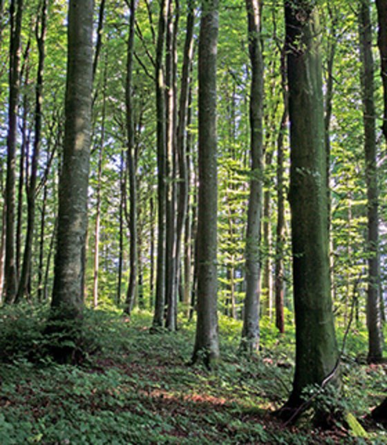 Régénération du sol forestier par pose de clôtures