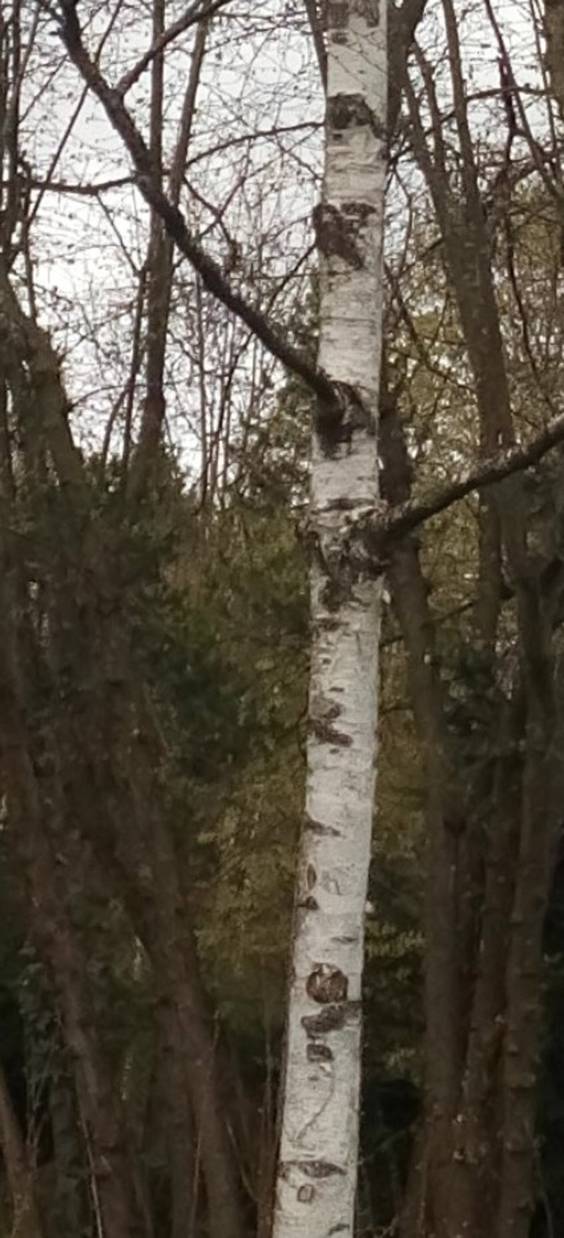 Die Birke in der Schweiz