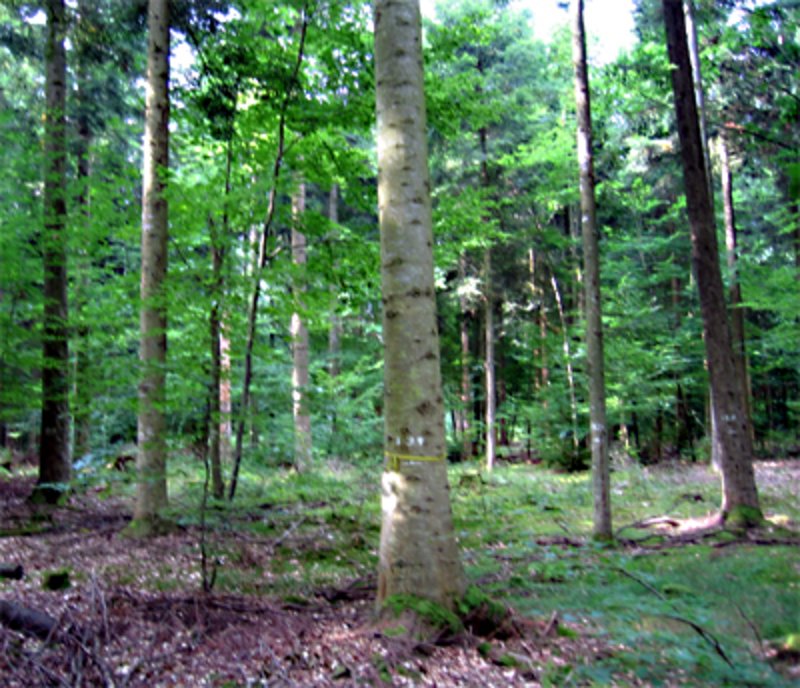 Das Zielbaum-Konzept – Erfahrungen nach 17 Jahren - waldwissen.net