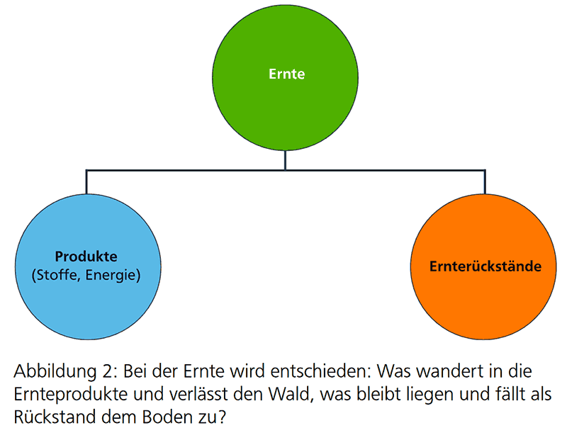 Forest soil - a finite resource - waldwissen.net