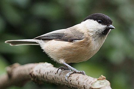 Einheimische Waldvögel: Die Mönchsmeise (*Poecile montanus ...