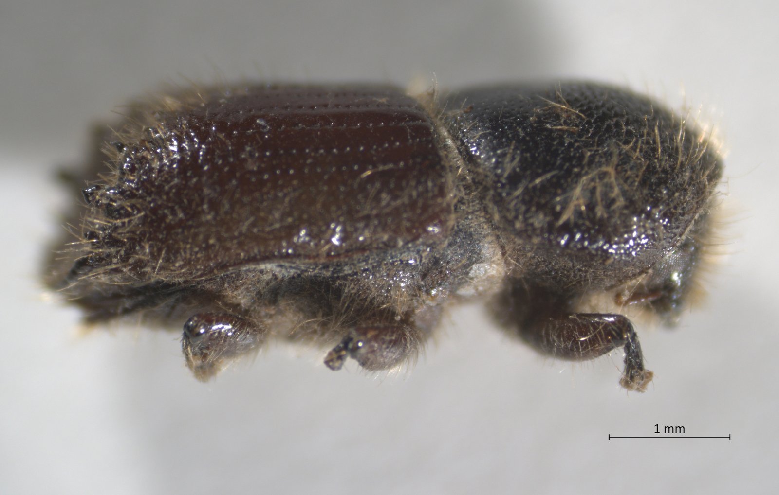 *Ips duplicatus*: a new species of bark beetle for Switzerland ...