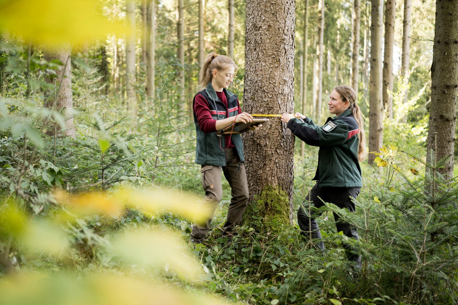 Forest Condition Survey 2024: No recovery despite abundant rainfall ...
