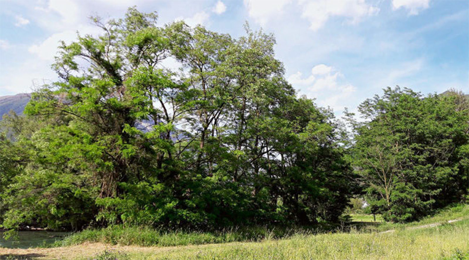 Strategies for managing invasive robinia
