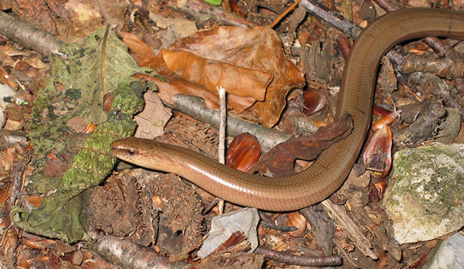 Die Blindschleiche *(Anguis fragilis)*