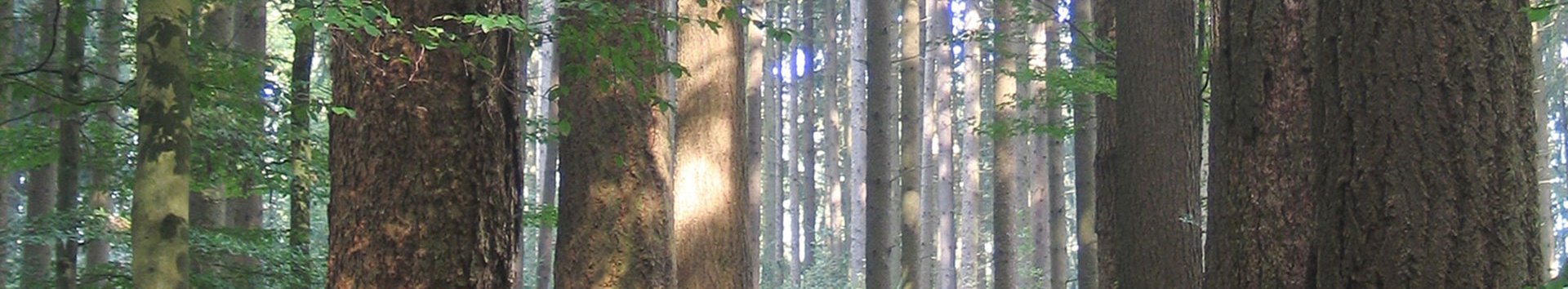 Waldbau mit Douglasie in Deutschland und Frankreich