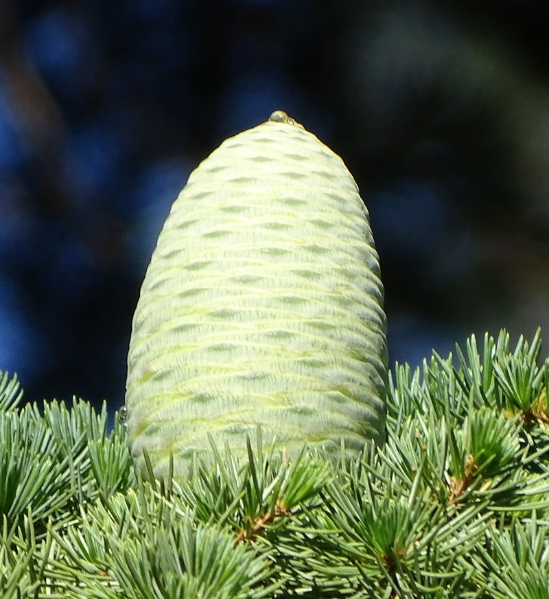 The cedar of Lebanon - a drought-tolerant tree species for dry sites ...