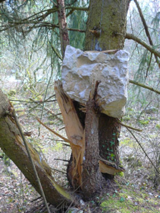 Wie B ume Herabst rzende Steinbl cke Aufhalten Waldwissen wie-b-ume-herabst-rzende-steinbl-cke-aufhalten-waldwissen