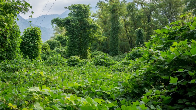 Kudzu: where to from here? - waldwissen.net