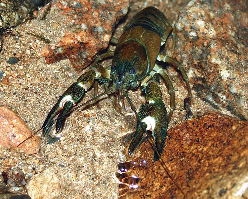 Flusskrebse – stark bedrohte Bewohner unserer Bäche