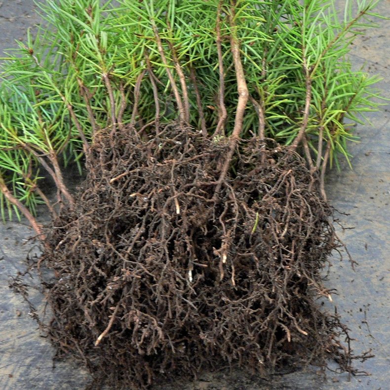 LWF-Merkblatt Nr. 47 – Wurzelschutz bei der Pflanzung