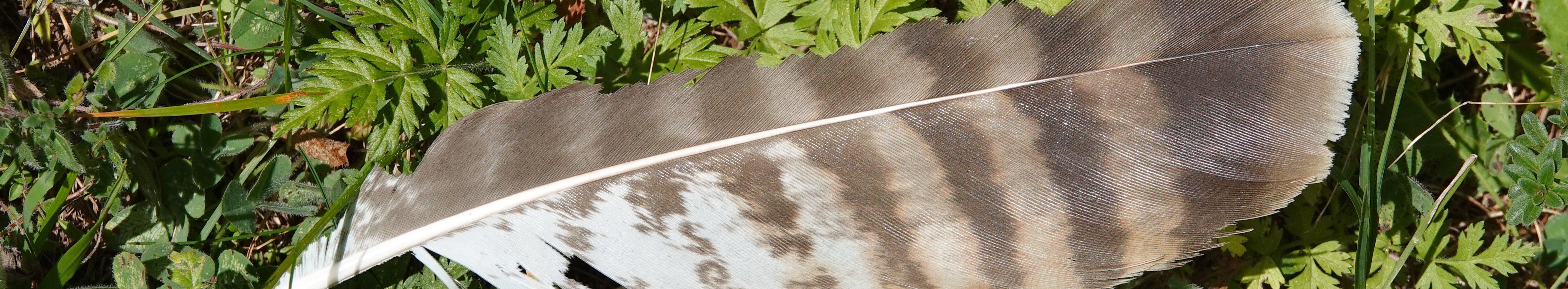 Federn erkennen und zuordnen mittels Online-Federsammlung - waldwissen.net