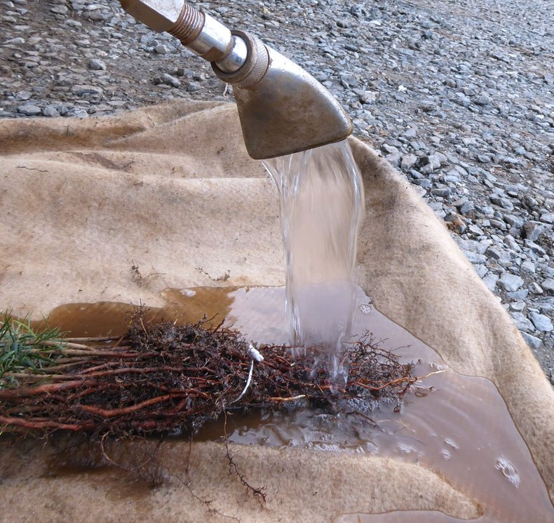 Root protection during planting - waldwissen.net