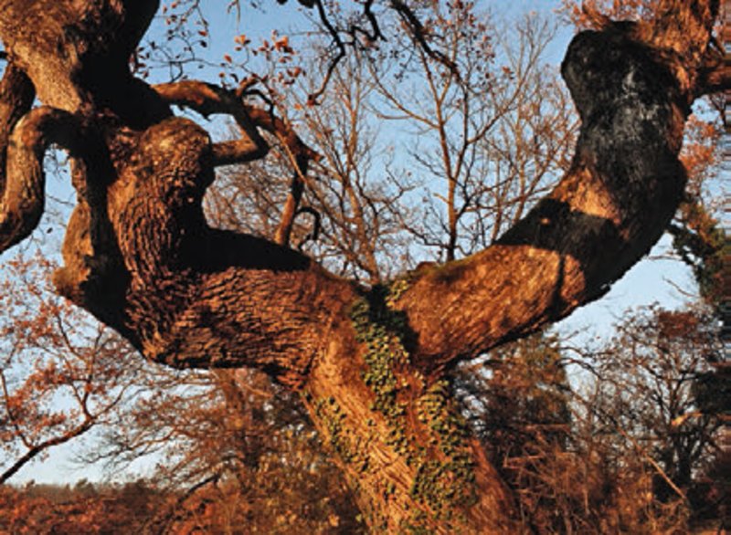 How far does pollen travel? - waldwissen.net