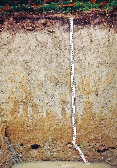 Comprendre la diversité et les fonctions des sols forestiers en Suisse ...