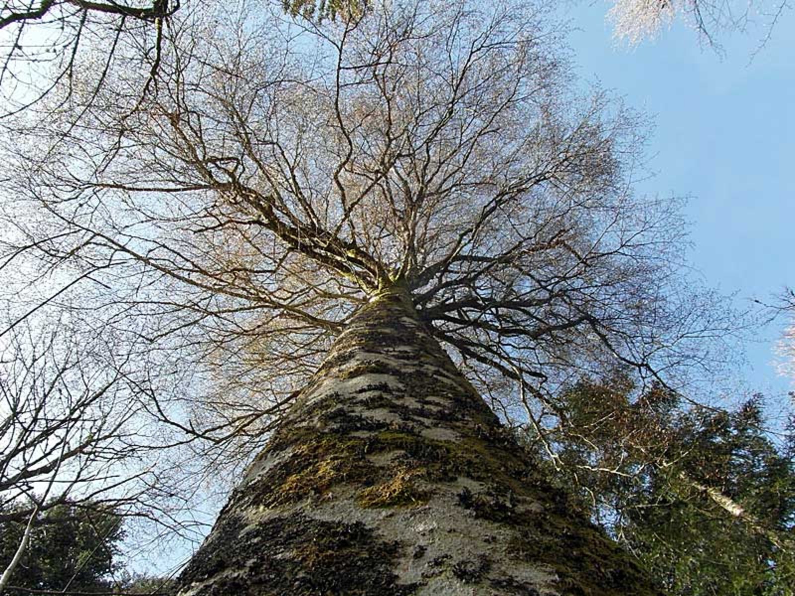 Strukturvielfalt in bewirtschafteten Wäldern - waldwissen.net