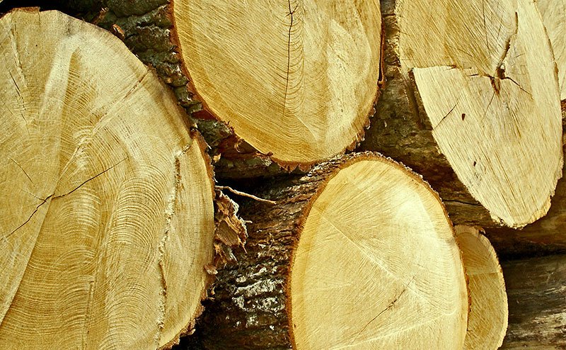 Nutzung der Eiche - waldwissen.net