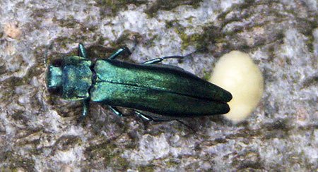 Prachtkäfer – Gewinner in Trockensommern - waldwissen.net