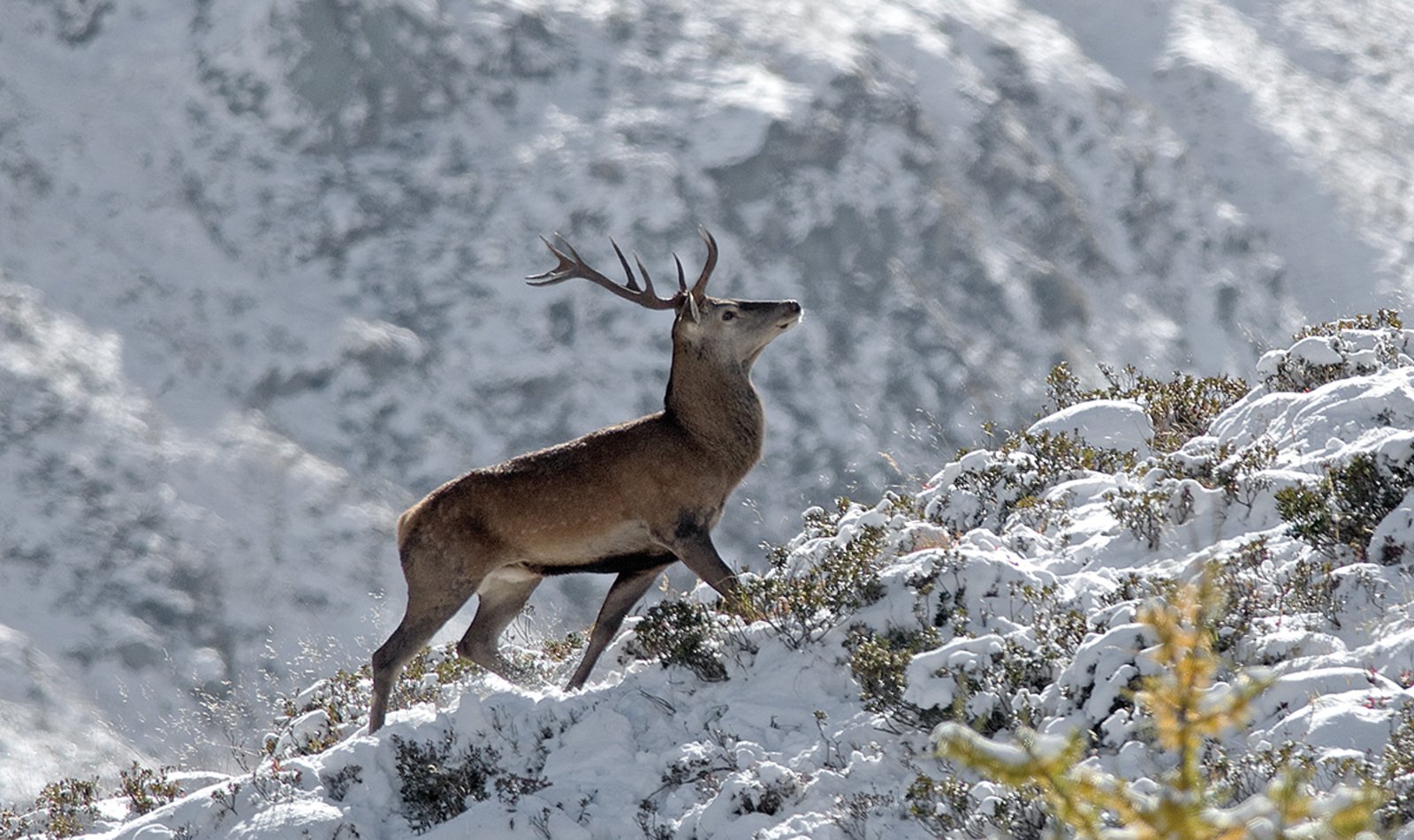 Der Rothirsch *(Cervus elaphus)*