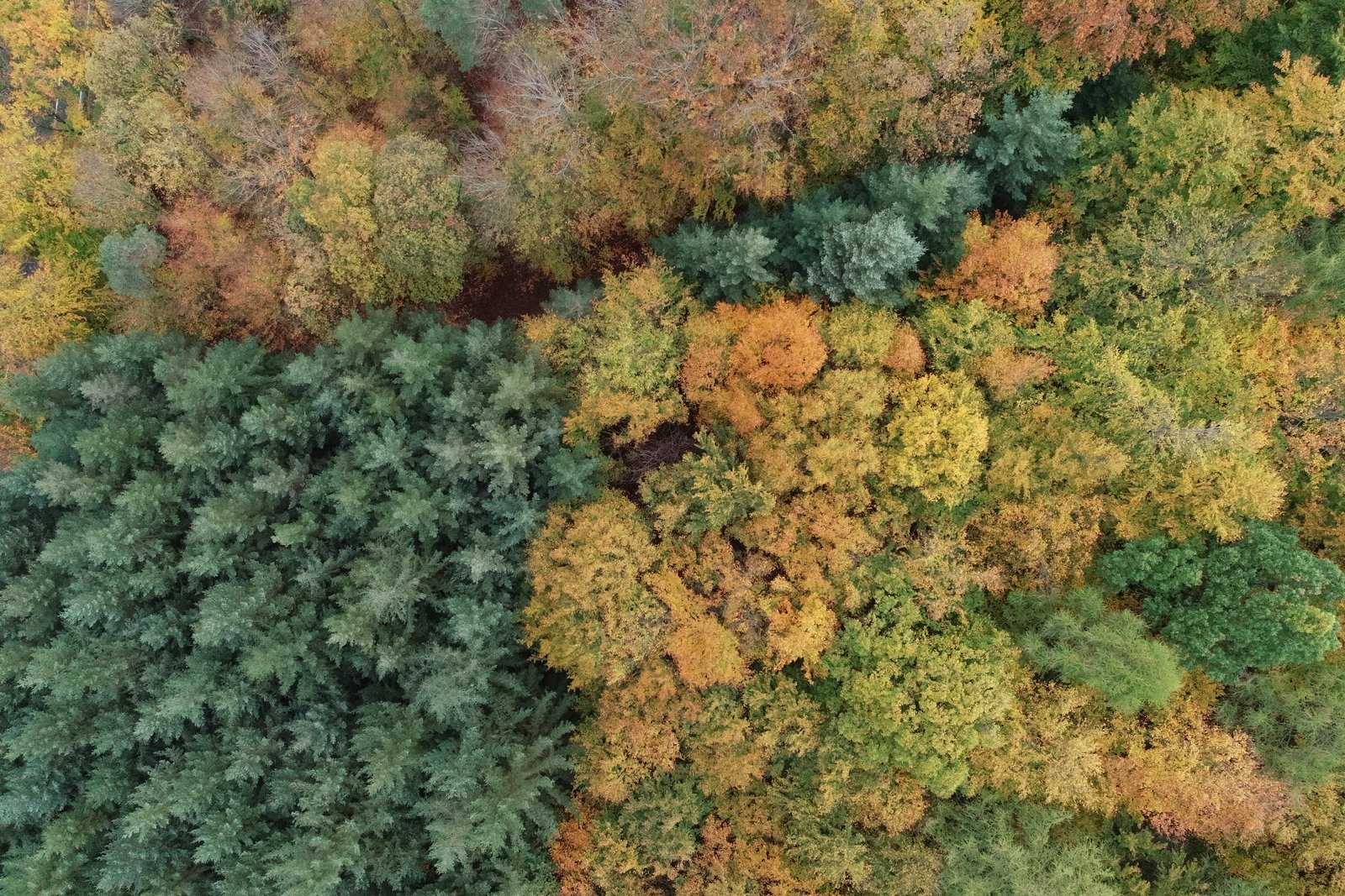 Der Wald in Baden-Württemberg – Chancen für morgen - waldwissen.net