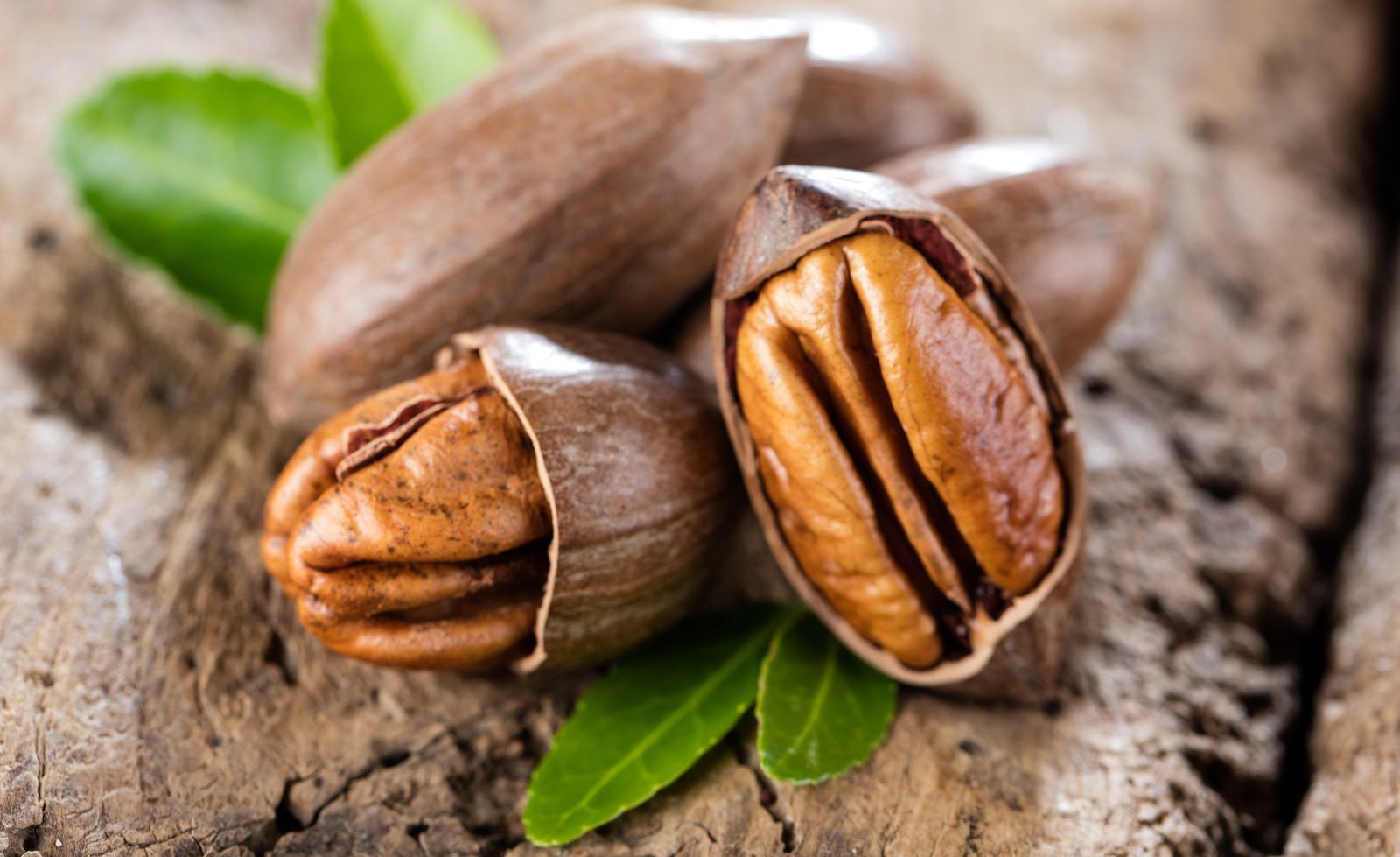 Nuss und Mandelkern - Nüsse und Nussbäume näher betrachtet