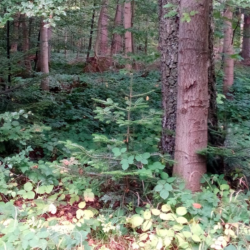 Anpassung des Schweizer Waldes an den Klimawandel - waldwissen.net