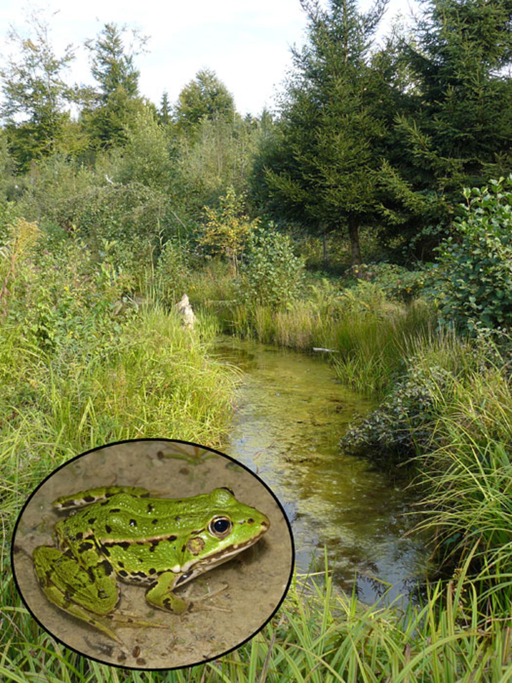 Amphibien im Wald – manche mögen's feucht - waldwissen.net
