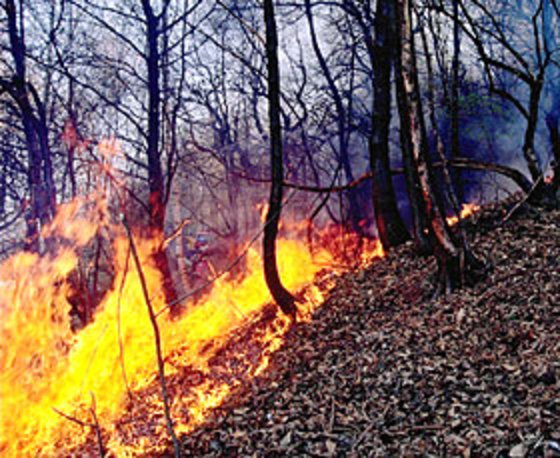 Types and Strategies of Forest Fire Fighting - waldwissen.net