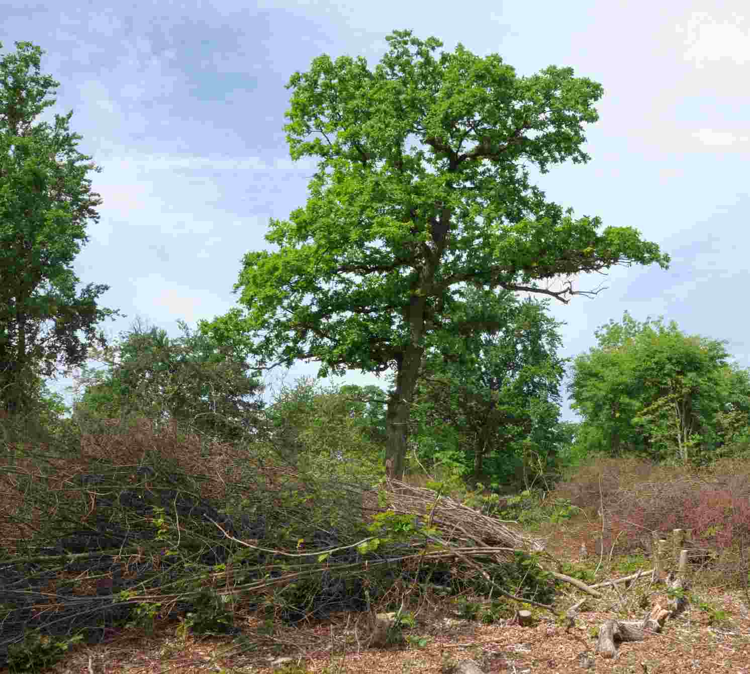 Nieder- und Mittelwälder: Waldkulturerbe und Hotspots der Biodiversität ...