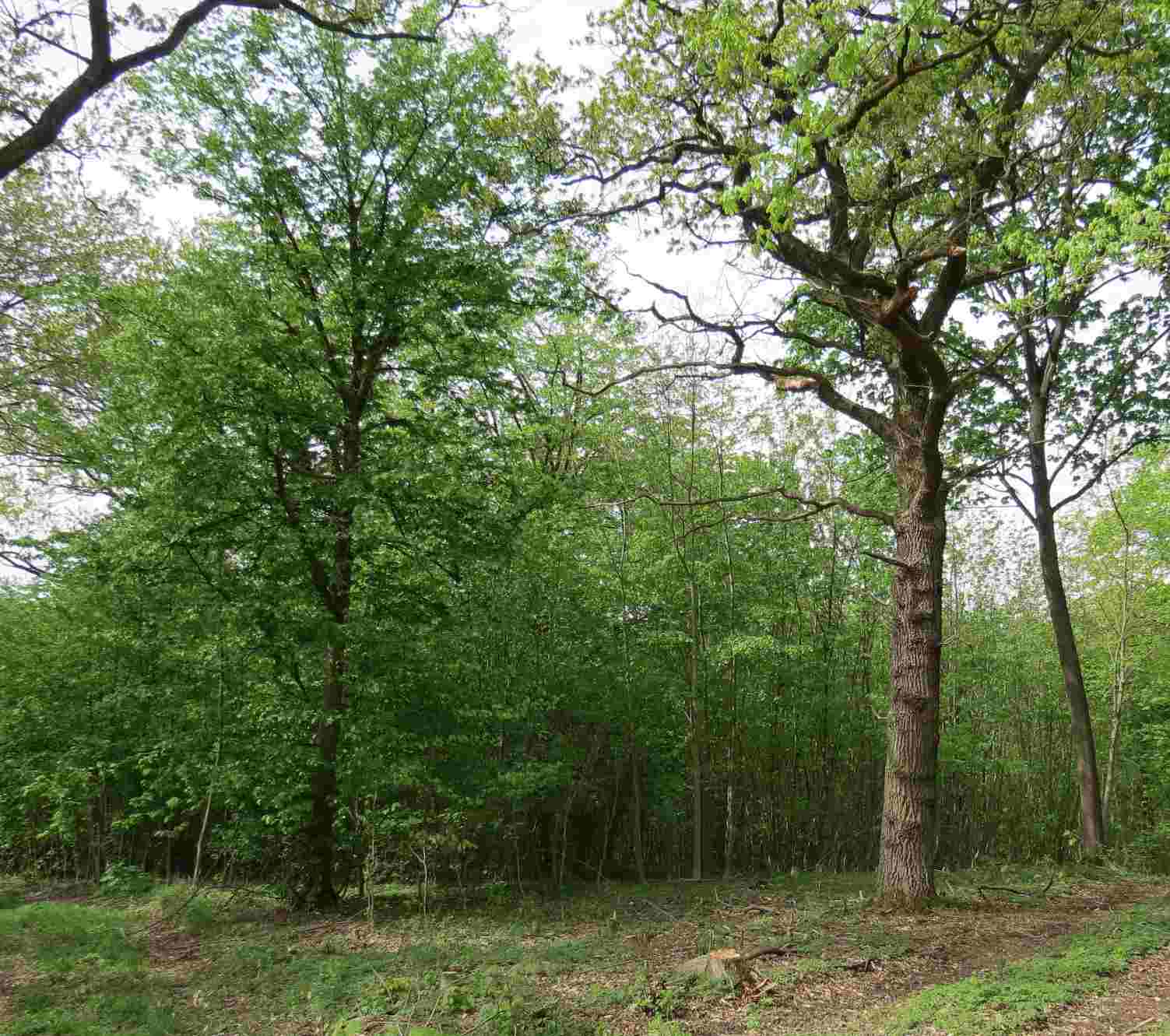 Nieder- und Mittelwälder: Waldkulturerbe und Hotspots der Biodiversität ...