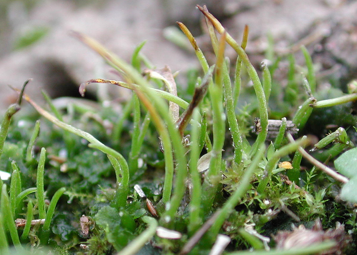 Piante Briofite