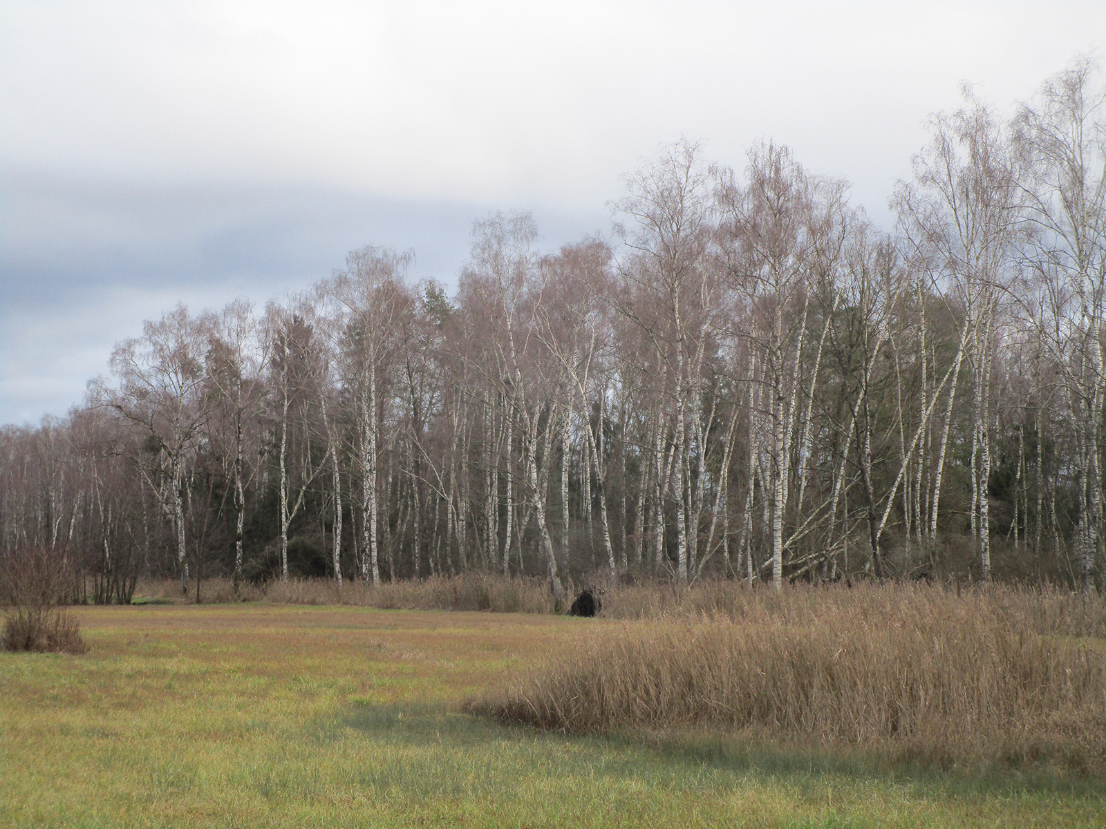 Die Birke in der Schweiz