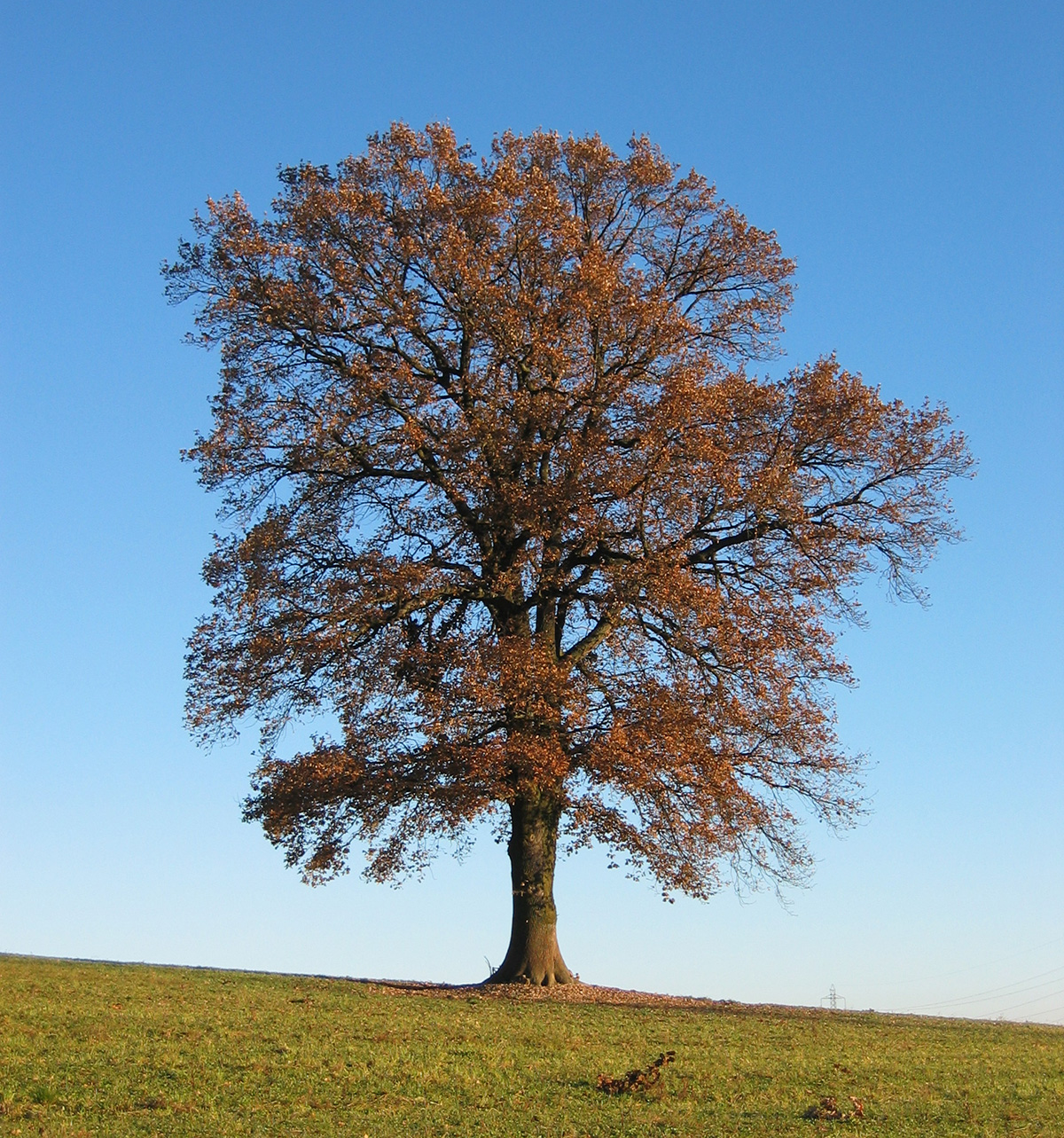 Förderung der Eiche in der Schweiz