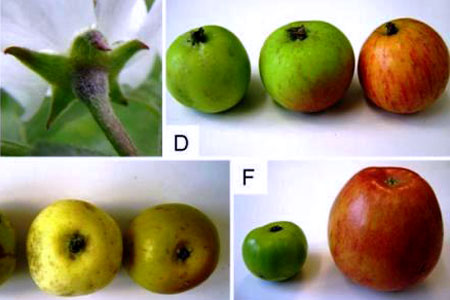 Le pommier sauvage (Malus sylvestris) - waldwissen.net