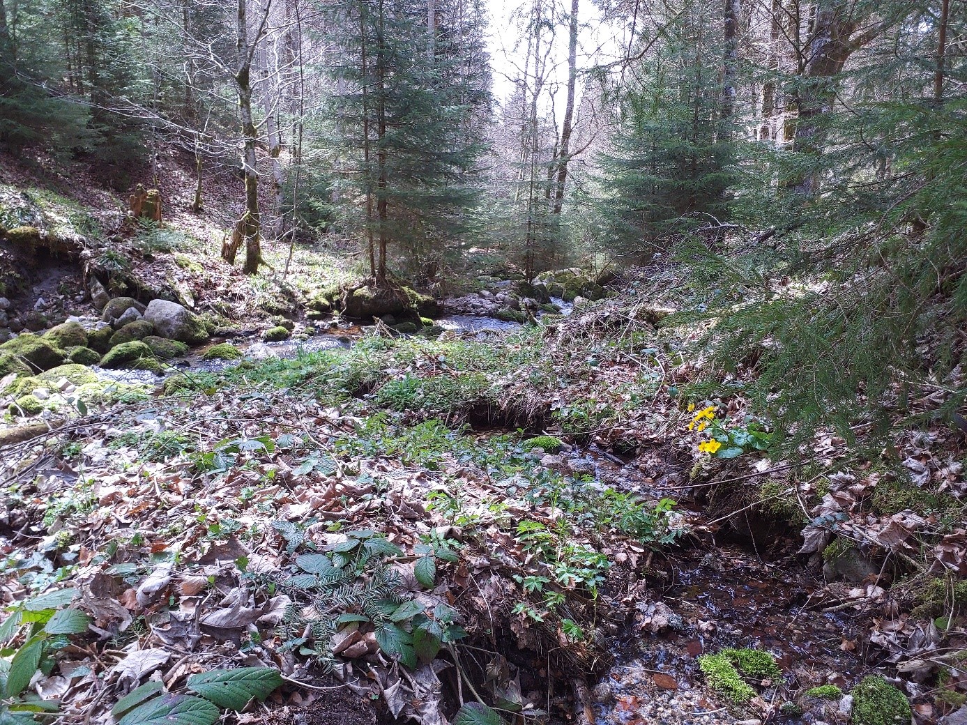 Aufbau und Strukturen von kleinen Fließgewässern im Wald - waldwissen.net