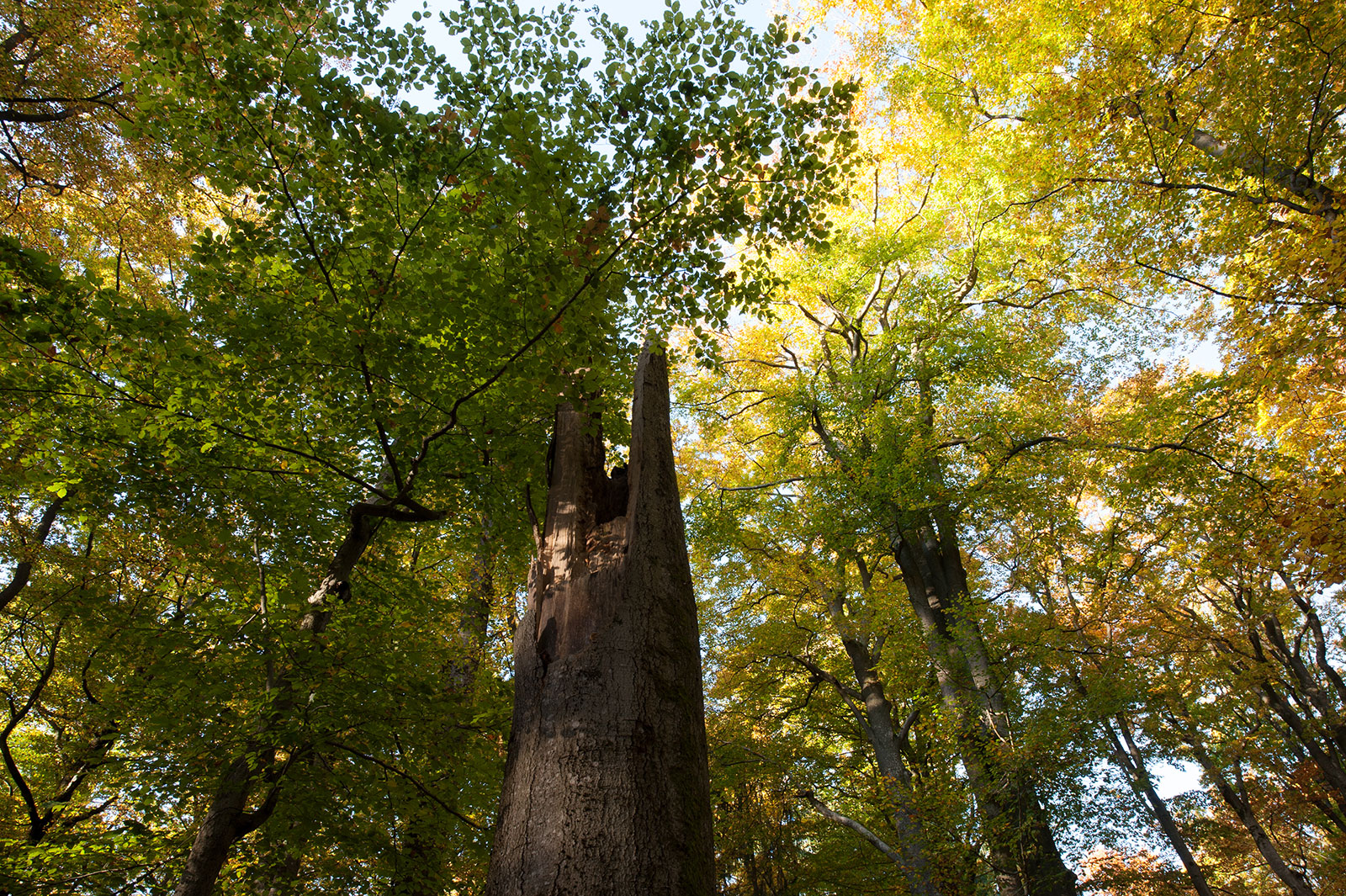 Naturwaldreservate schützen Biodiversität