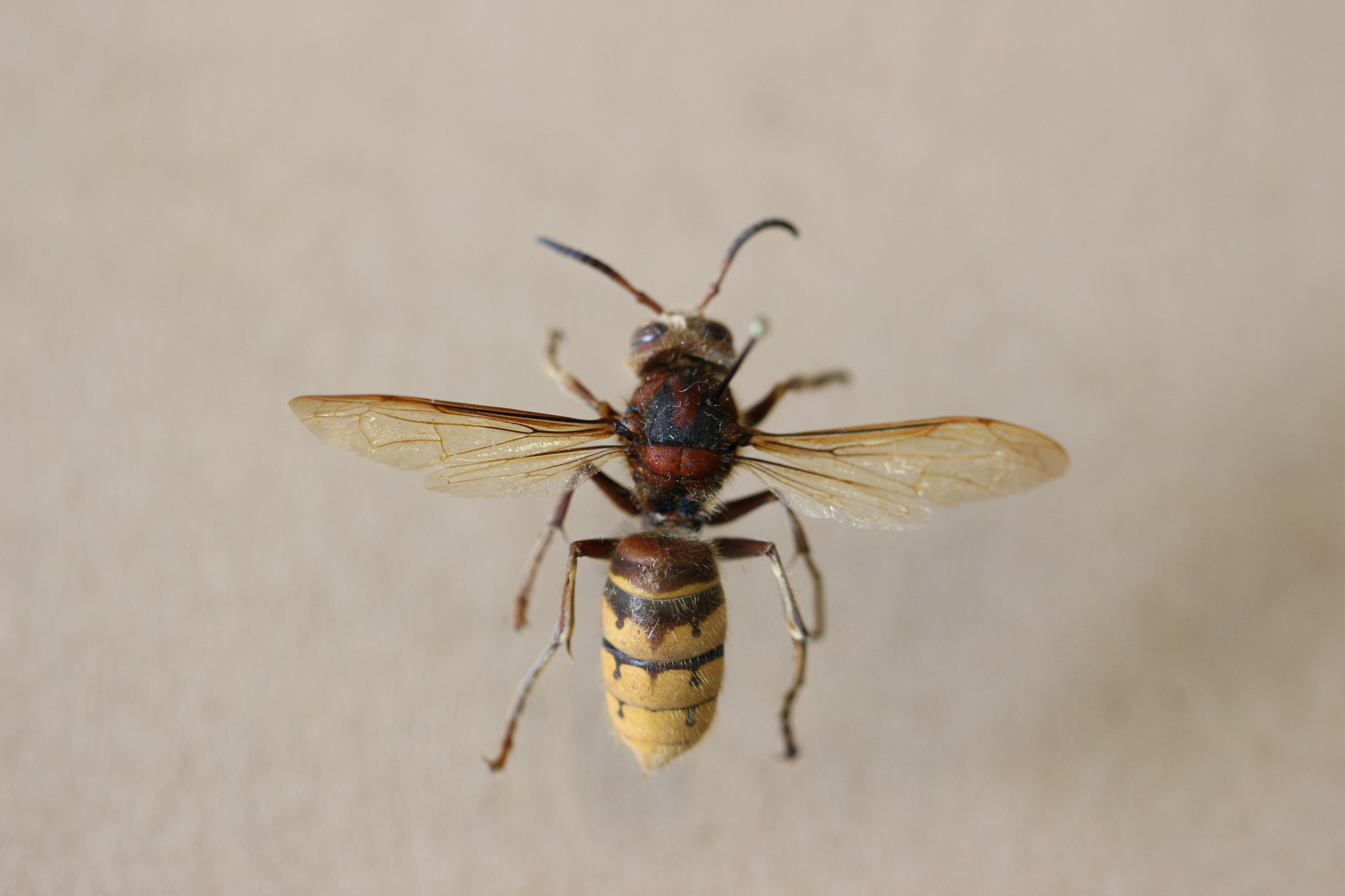 Asiatische Hornisse in Bayern - waldwissen.net