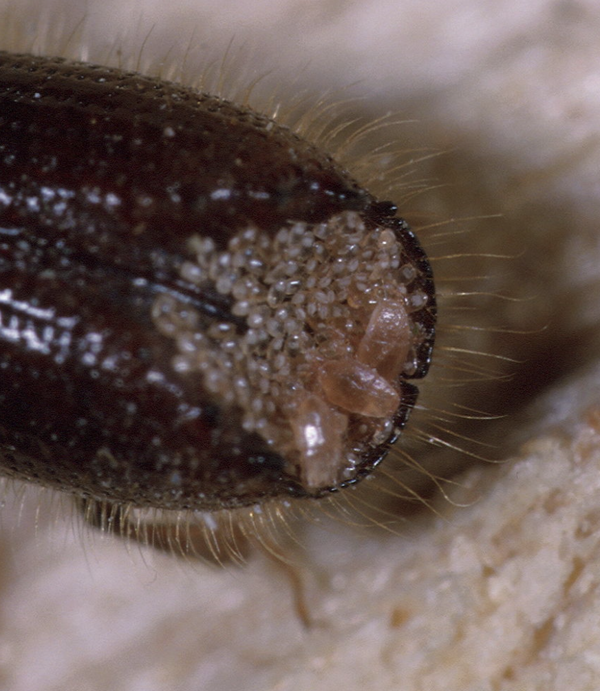 spruce beetle larvae