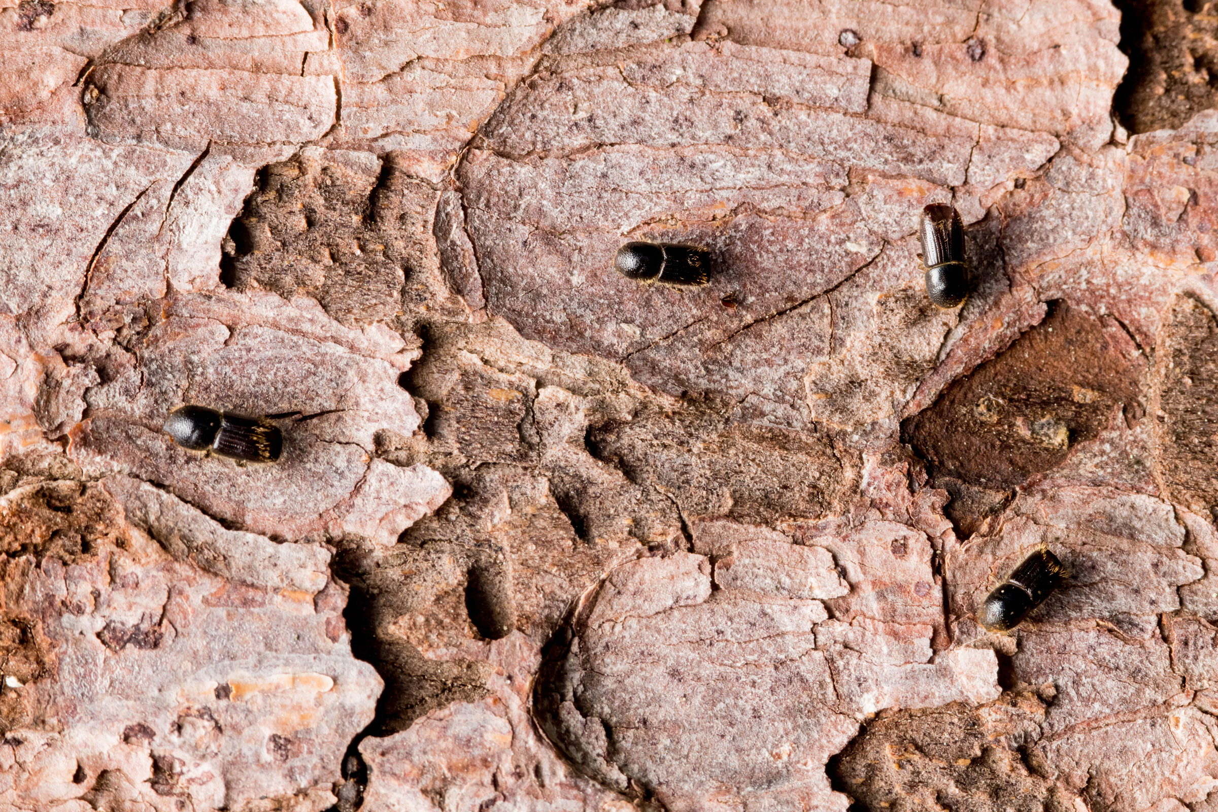 Debarking to contain bark beetle threat - waldwissen.net