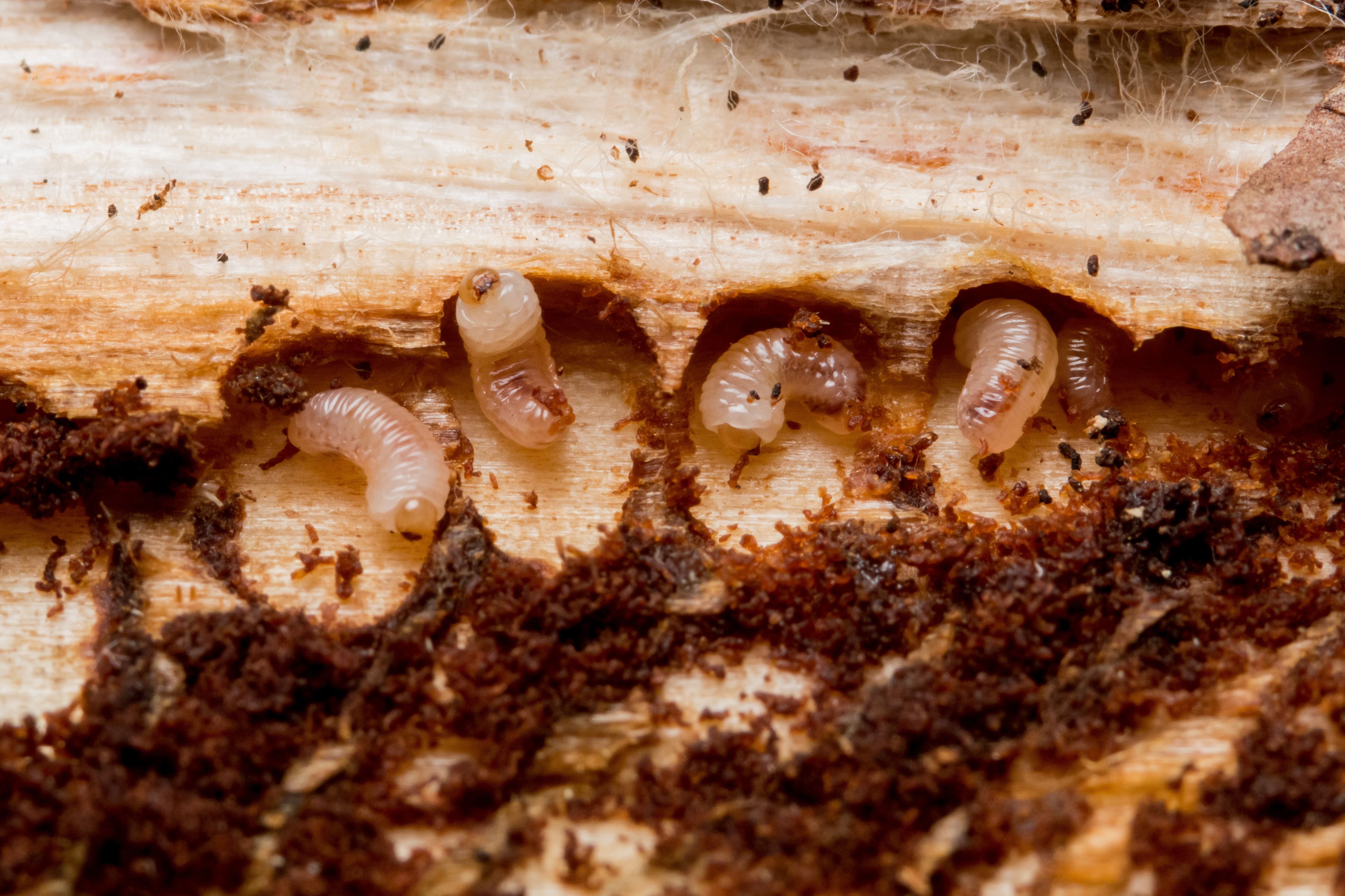 spruce beetle larvae